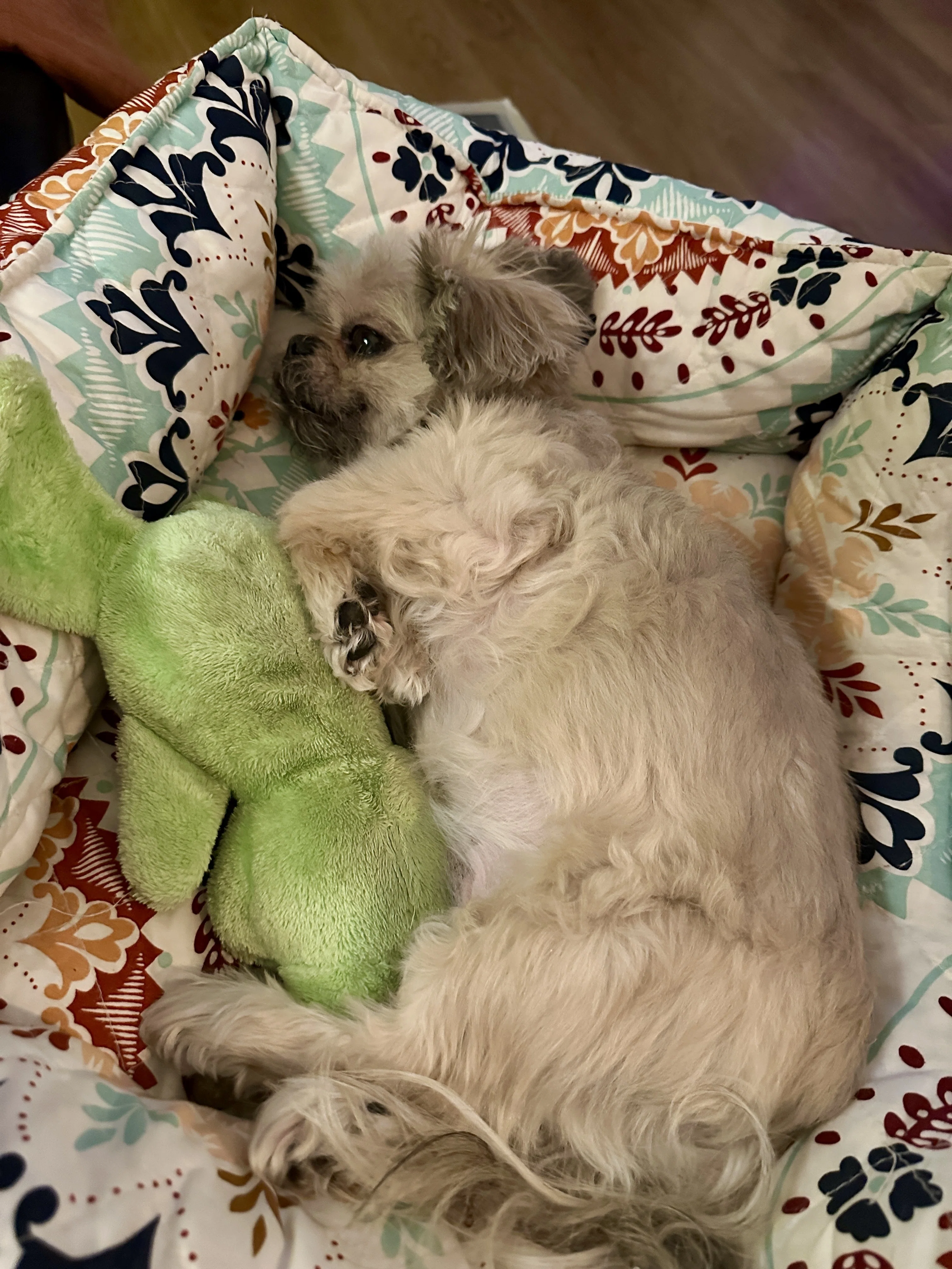 ️🐶Fluffy｜Cyrus Aman