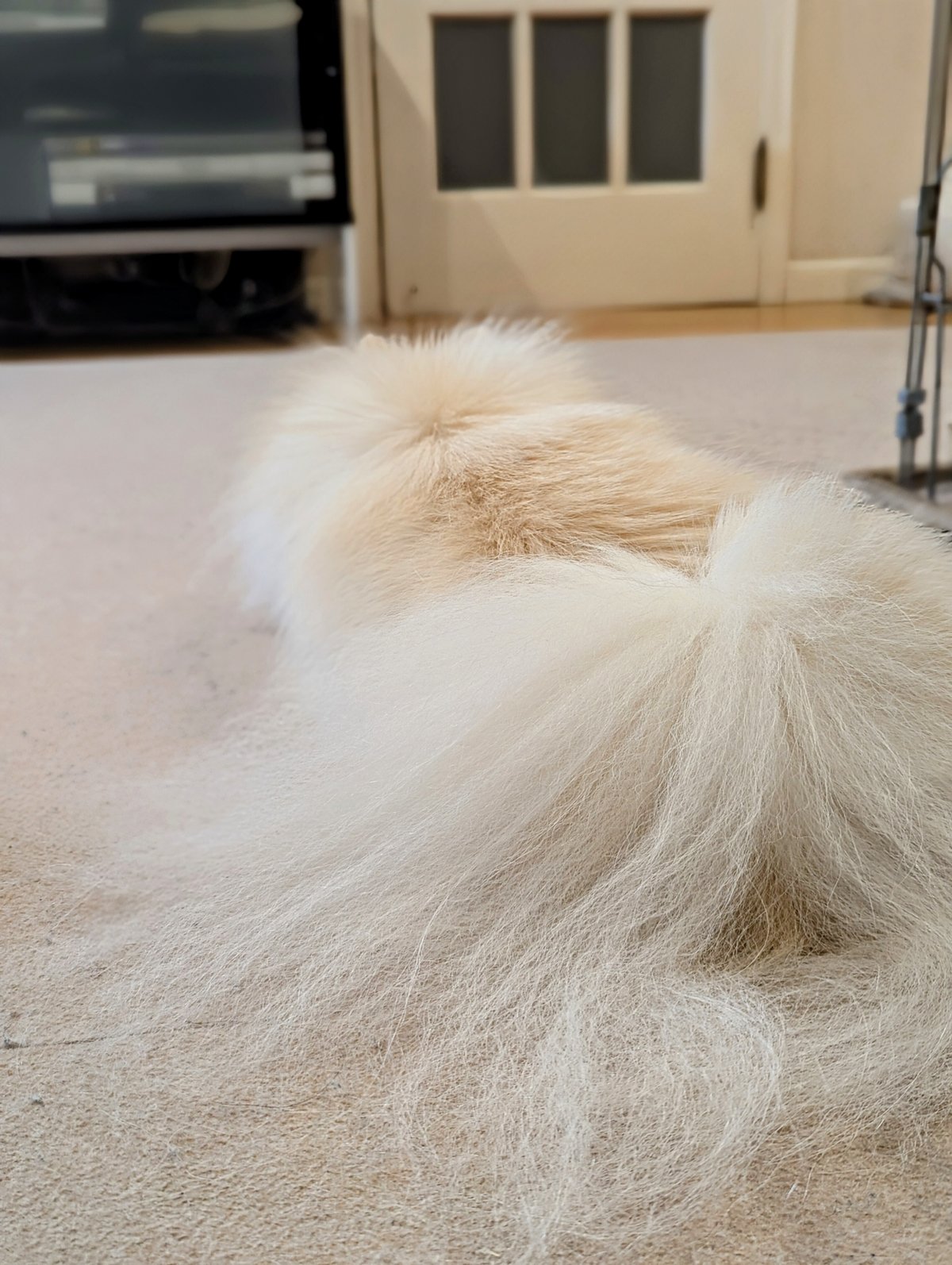 noteの街のセラピー犬。#354【愛犬編】かきぞめでつかうもの。｜Luna_Pome