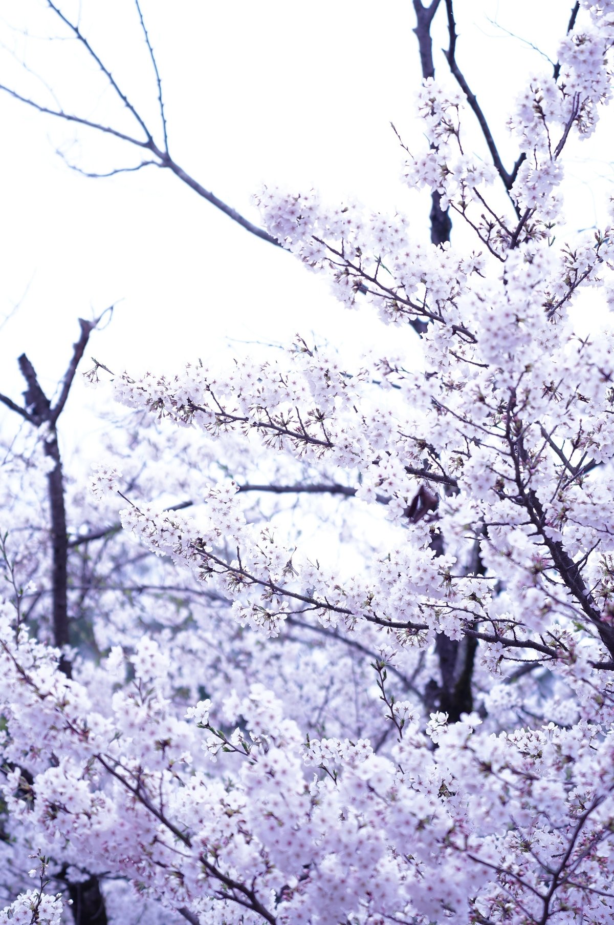 2024年に撮った写真と思い出 - 「SONY α7C II」と「LUMIX S9」｜BINO