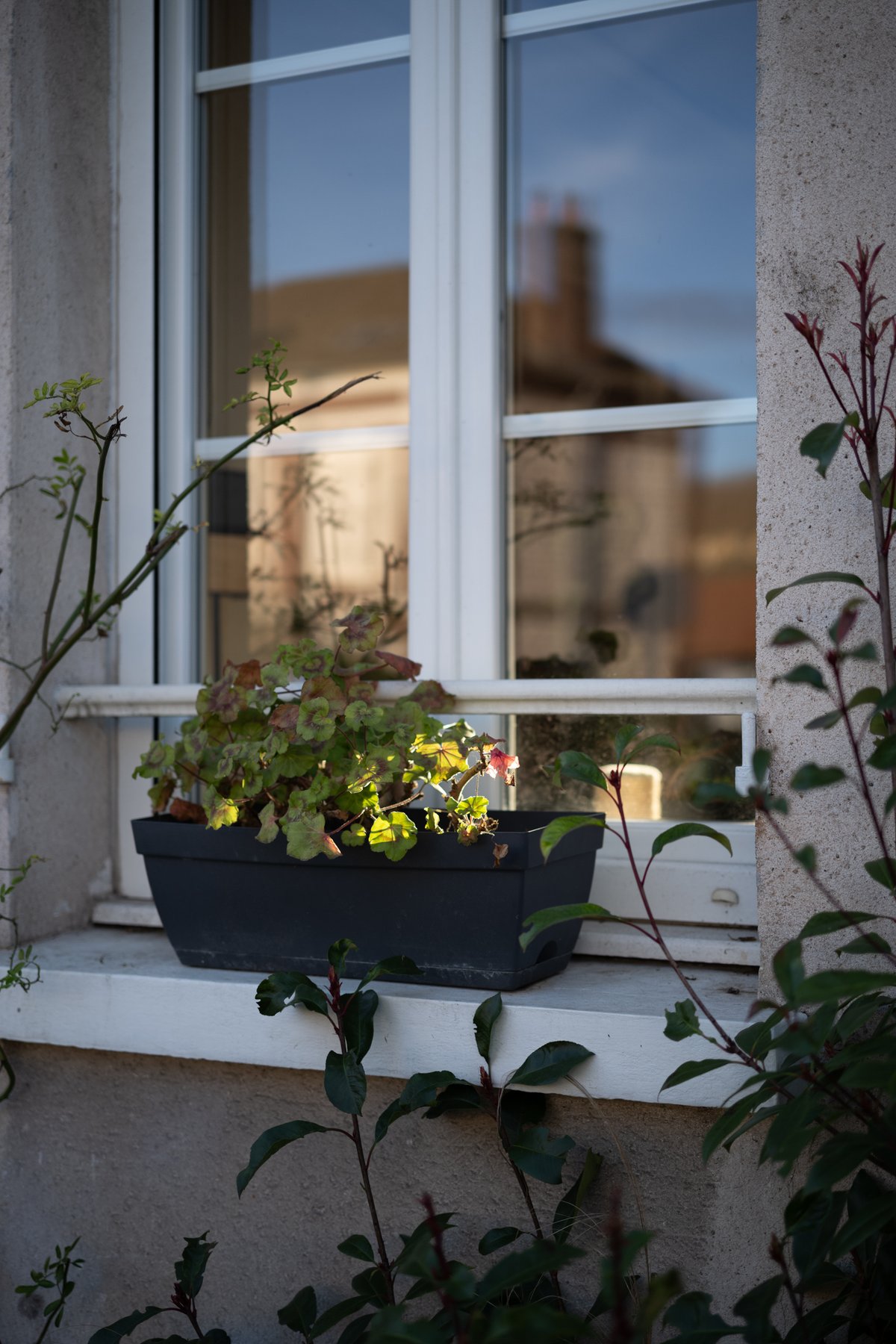 ライカM10-Dで撮り比べ 135万円 vs 9万円の50mmレンズ｜Taisuke Yoshida