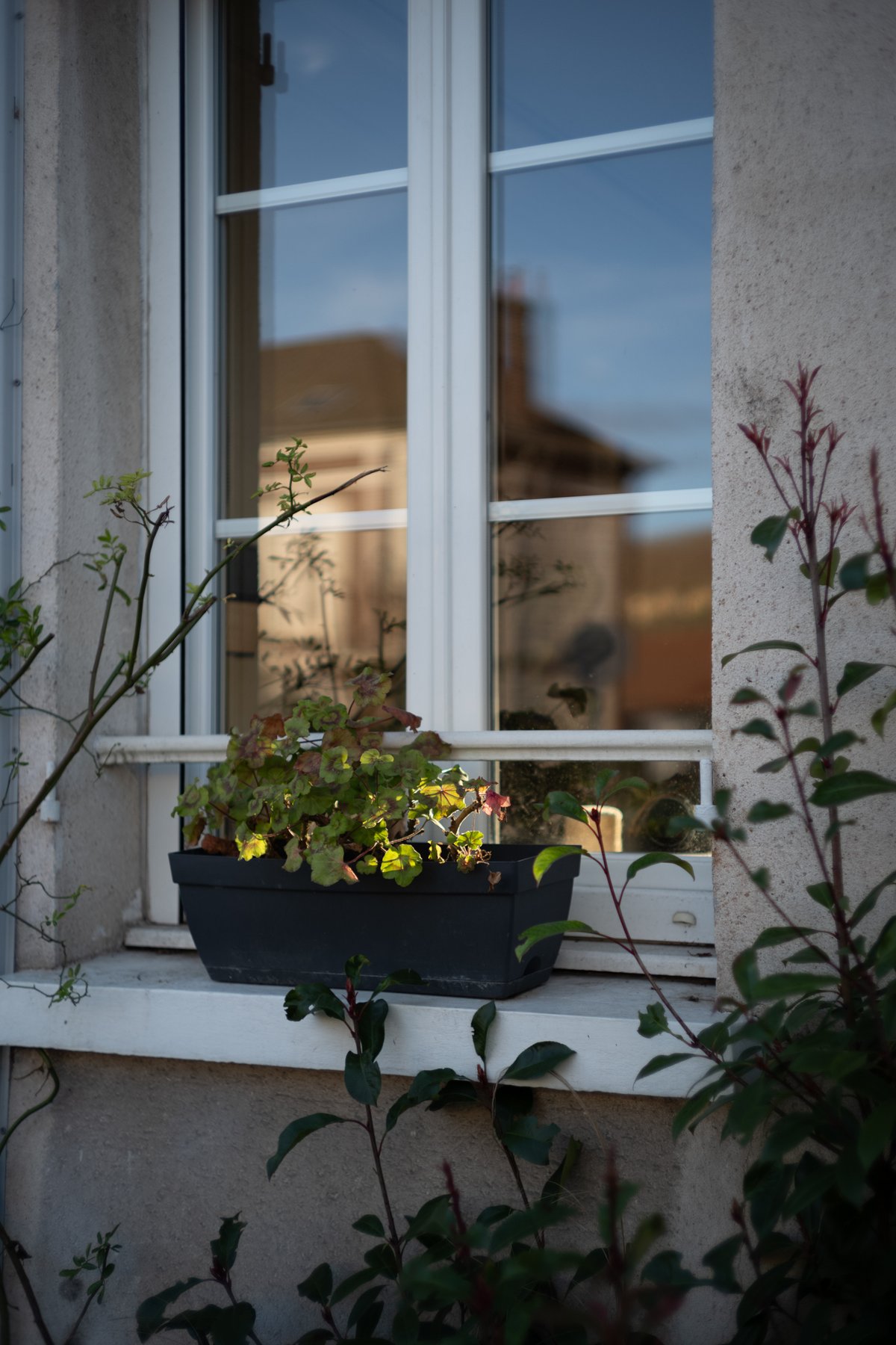 ライカM10-Dで撮り比べ 135万円 vs 9万円の50mmレンズ｜Taisuke Yoshida