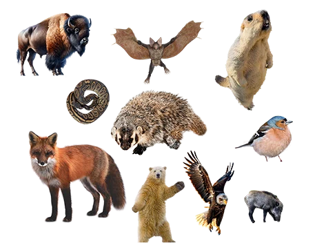 Animals PNG｜BiNps - PNG Image Website