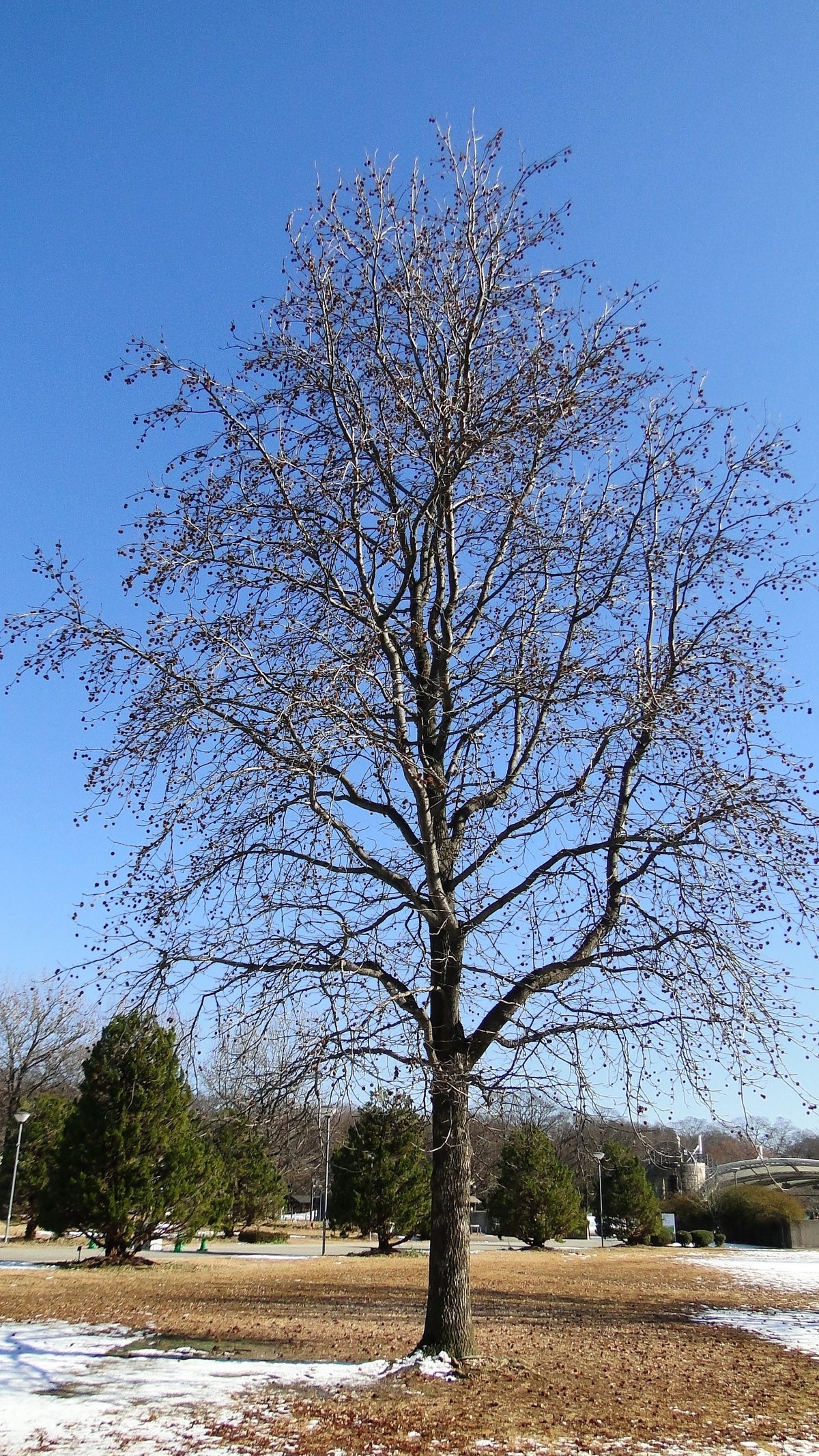 モミジバフウ｜HRSD-note