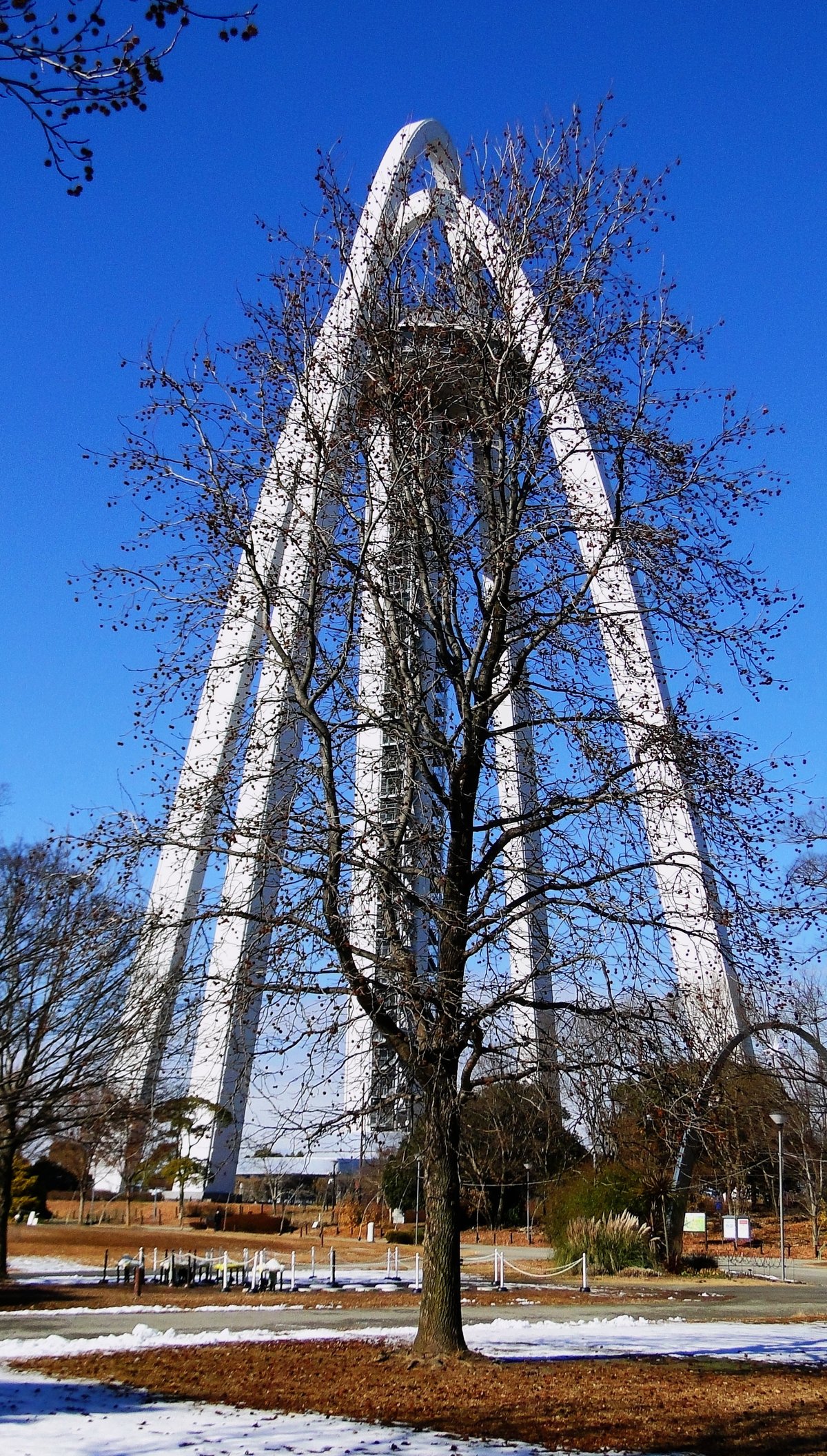 モミジバフウ｜HRSD-note