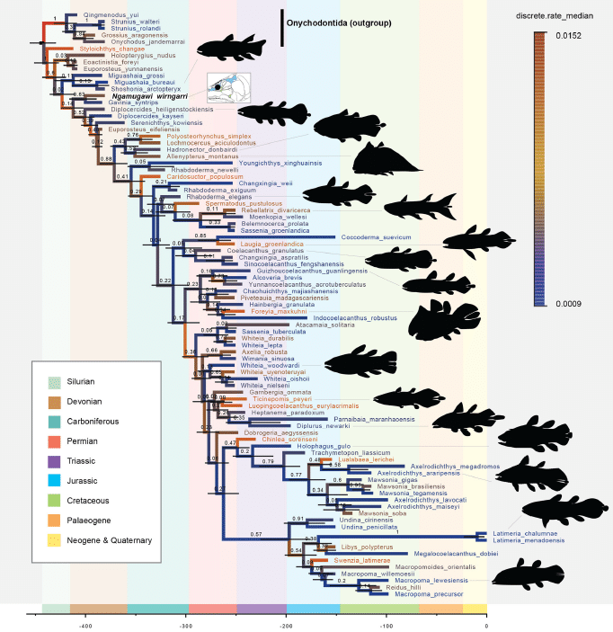 4th International Coelacanth Symposium｜Ռոշանակ (Roshanak, 𐎼𐎧𐏁𐎴)