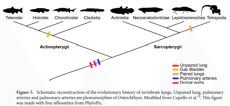 4th International Coelacanth Symposium｜Ռոշանակ (Roshanak, 𐎼𐎧𐏁𐎴)