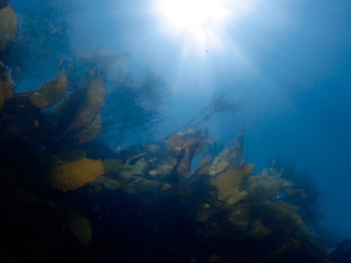 ボクらは海のライブを体験してる｜ippei shimamura