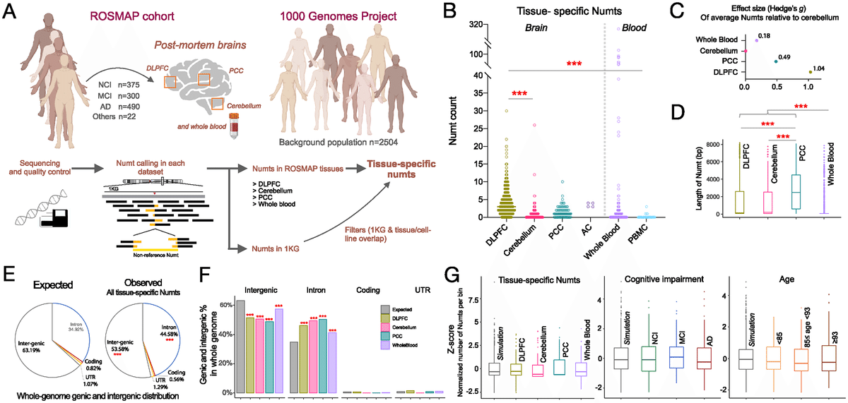 nuclear mitochondrial DNA segments, numts(発音： “new mites”):ヒト細胞培養で ...