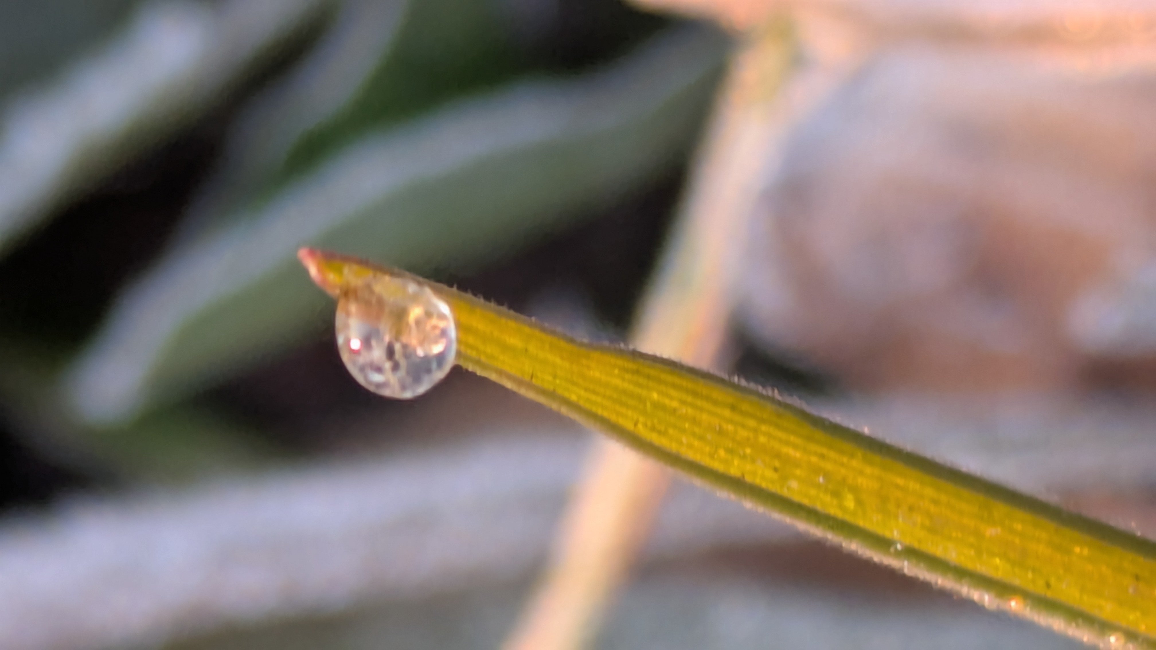 今朝の水滴④｜ichiro70