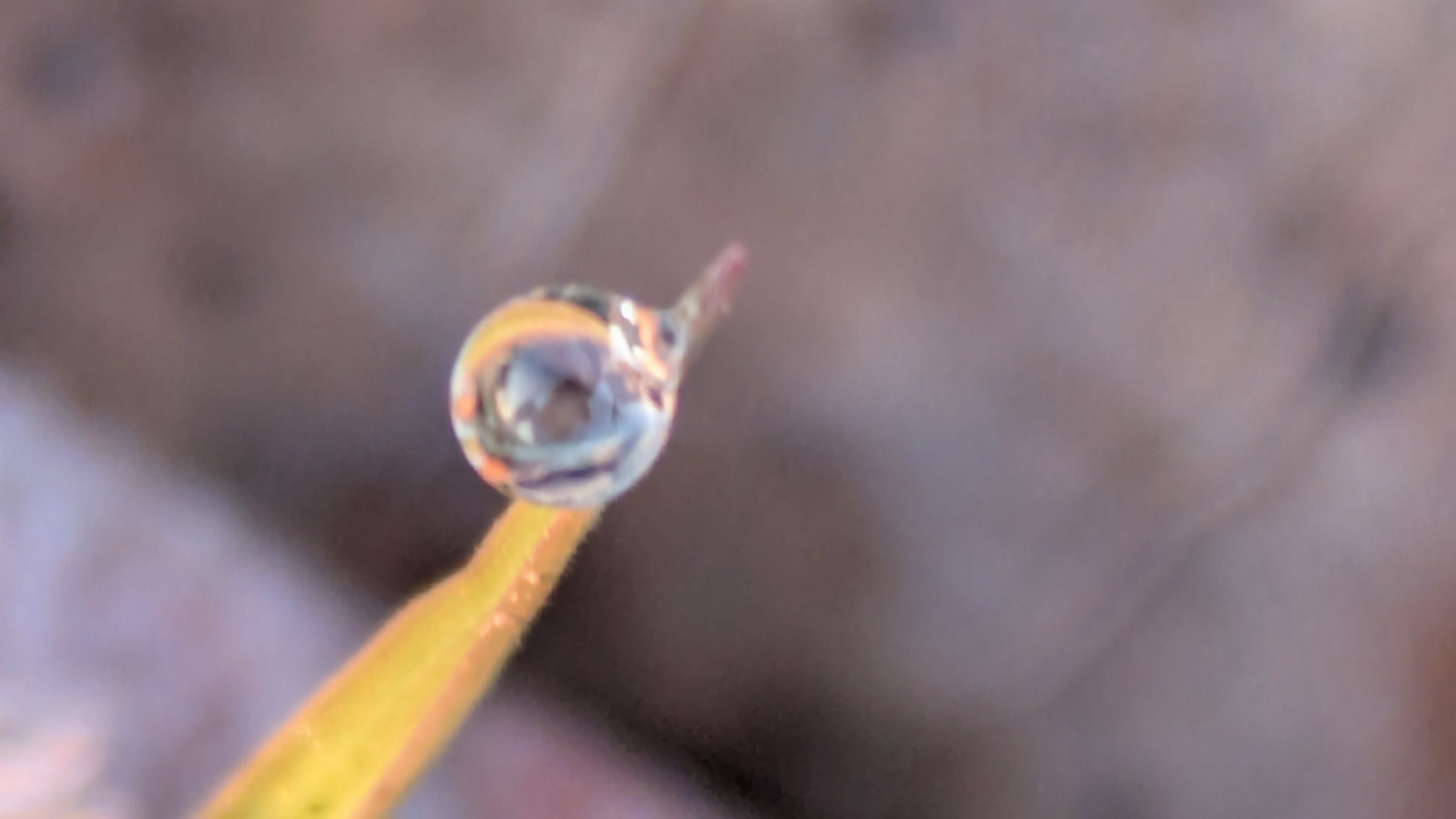 今朝の水滴④｜ichiro70