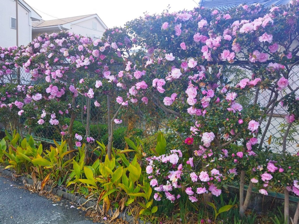 サザンカか椿が満開｜tomi