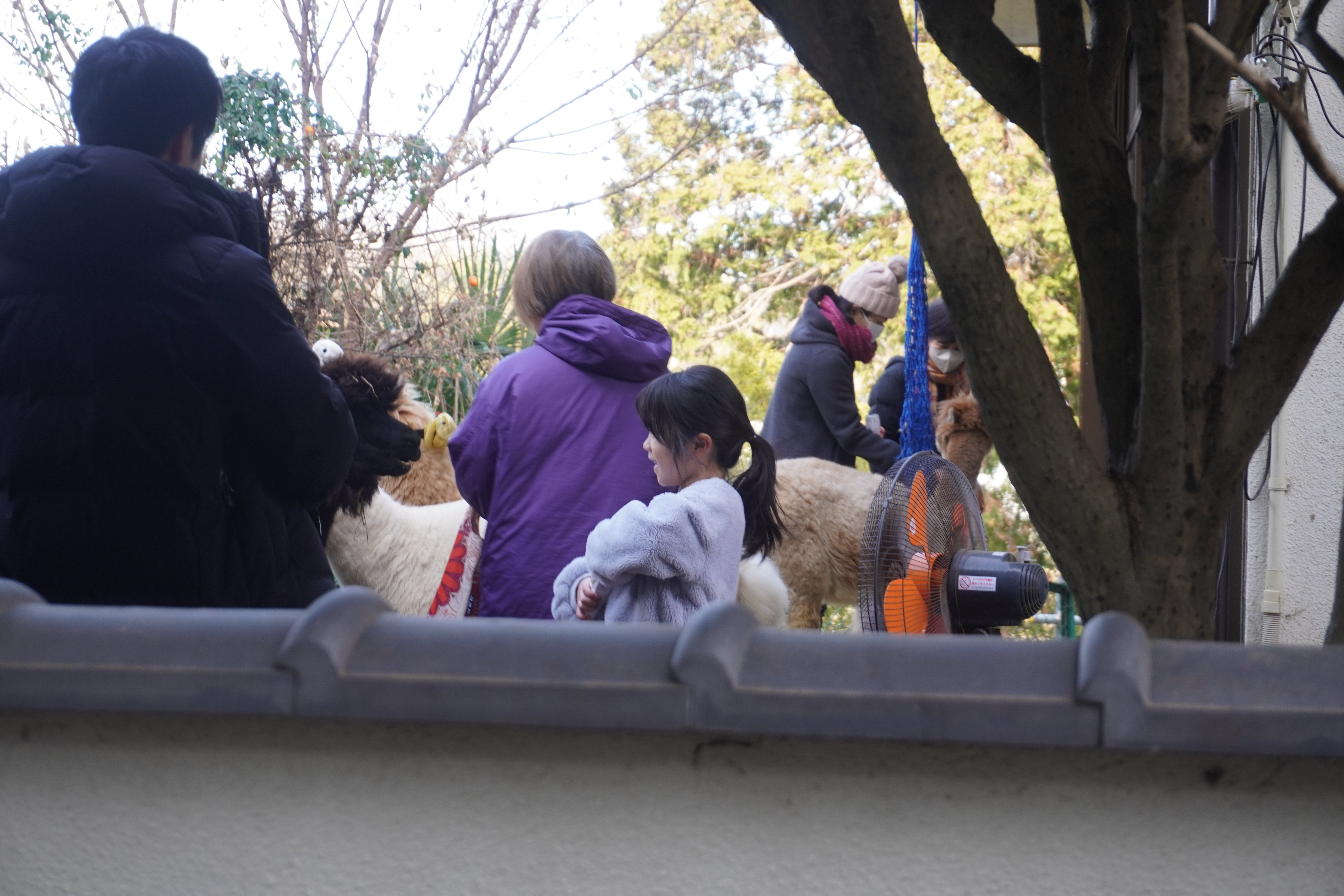 ZASO:247】東京都 #まちだのアルパカ|ZASOちゃんねる ZASO:247】東京都 #まちだのアルパカ|ZASOちゃんねる
