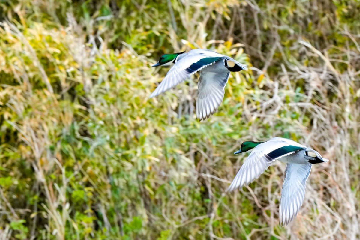 【野鳥】1月18日探鳥 2025-1｜Chacoder