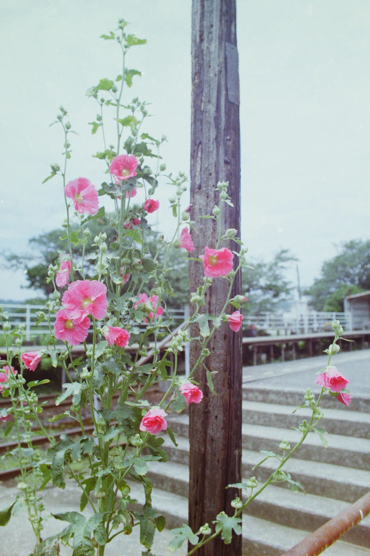 小湊鐵道に揺られ小さな旅｜tomitomi_otomi