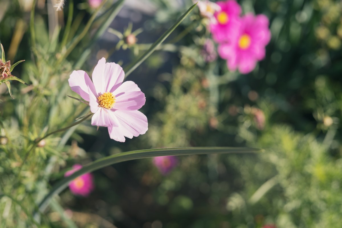 オールドズミクロンをオーバーホールした話｜Motoki Endo