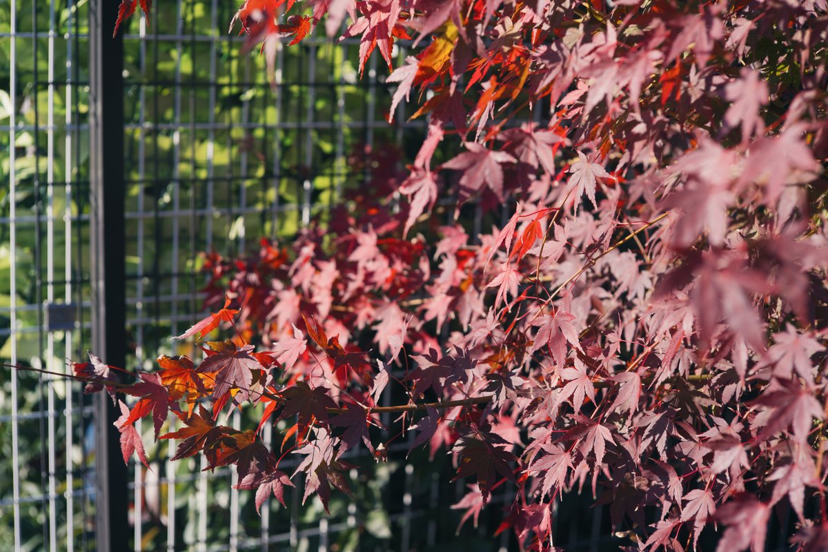 オールドズミクロンをオーバーホールした話｜Motoki Endo