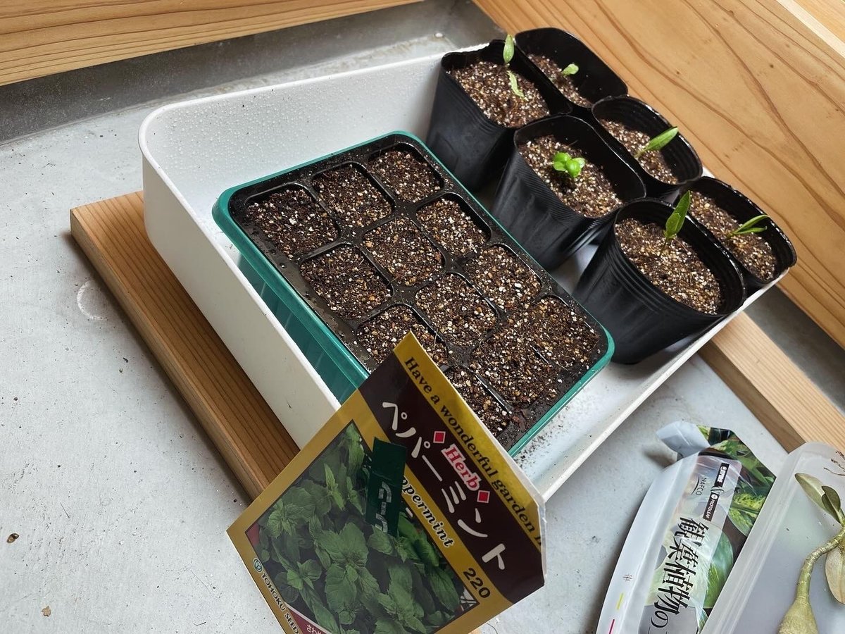 ペパーミントの活用方法を考えよう｜plm_kurashi