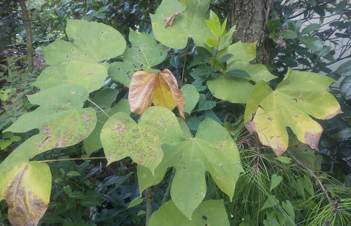 被爆アオギリ2世｜100%RISA