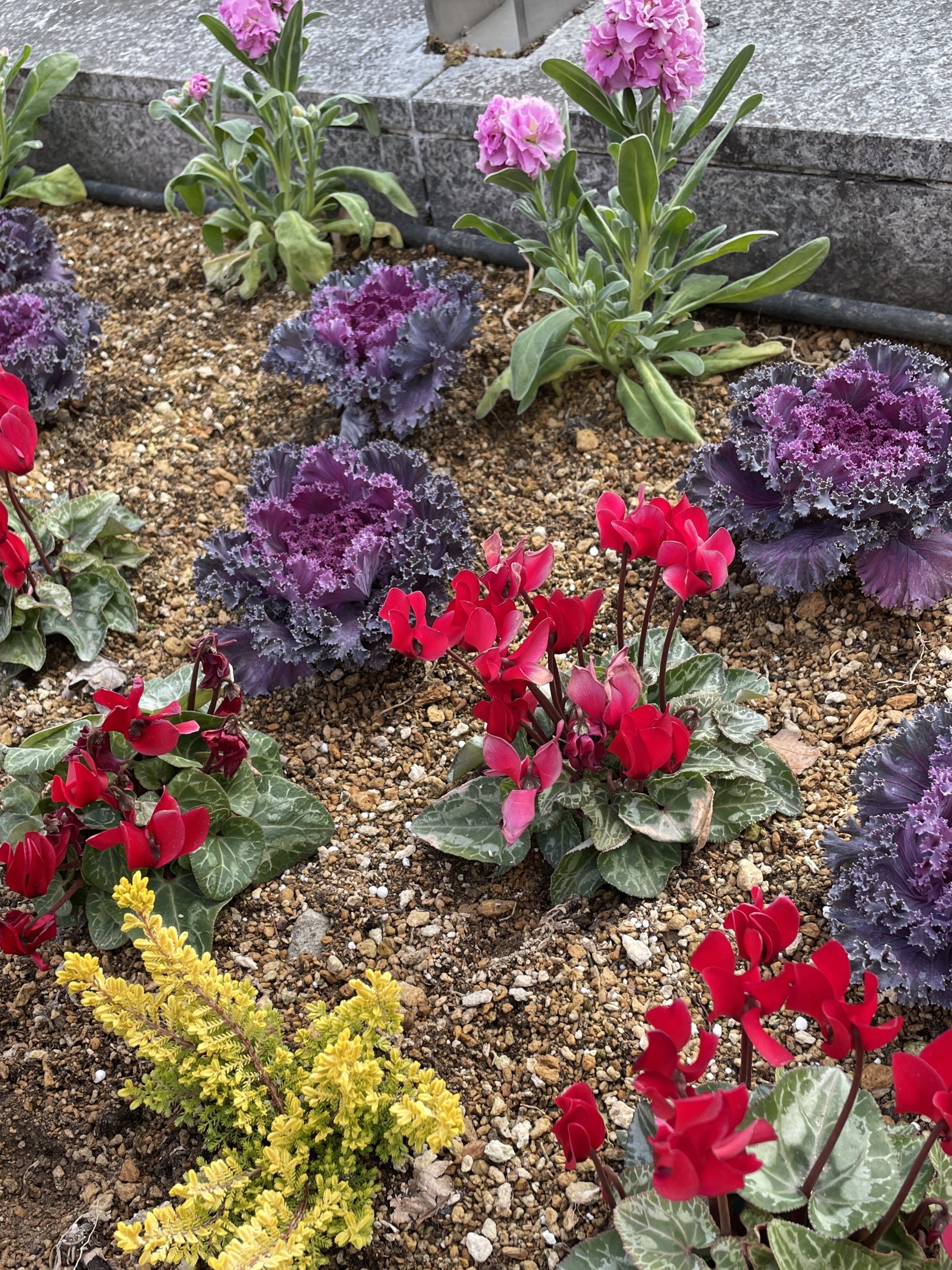 ある冬の花壇｜Masara