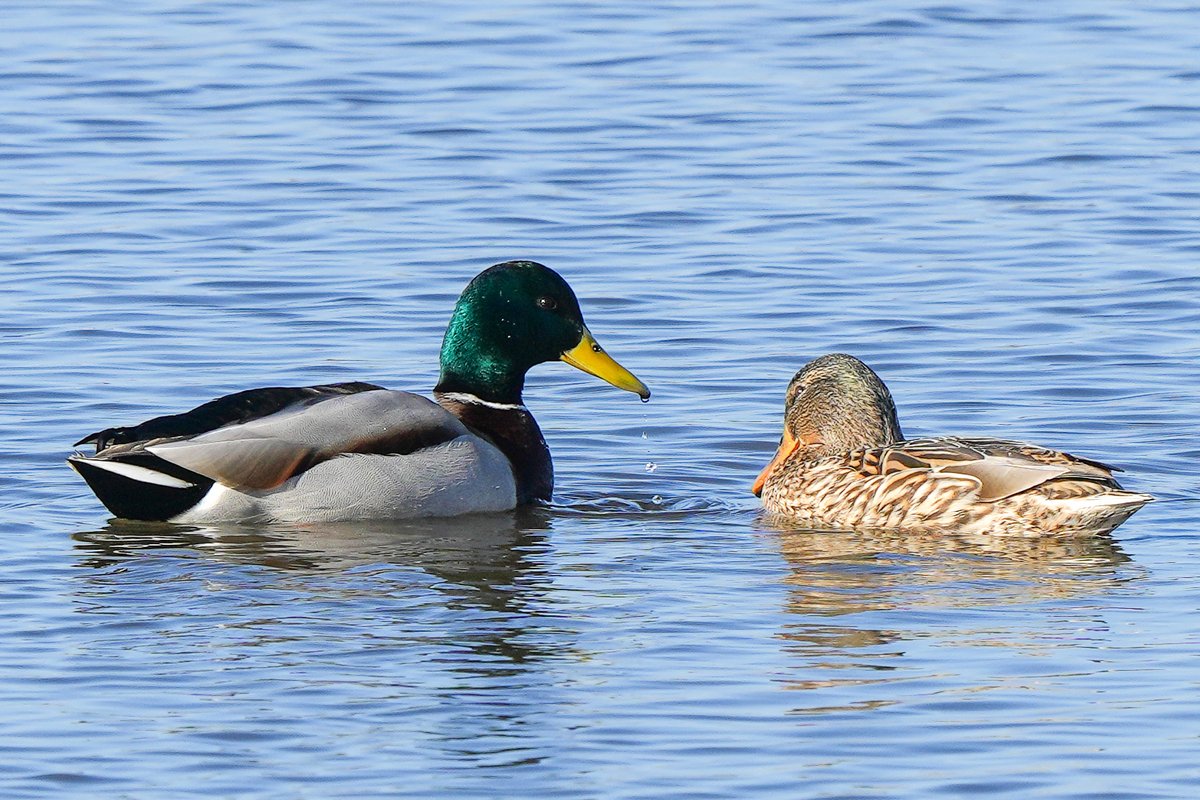 【野鳥】1月25日探鳥 2025-2｜Chacoder