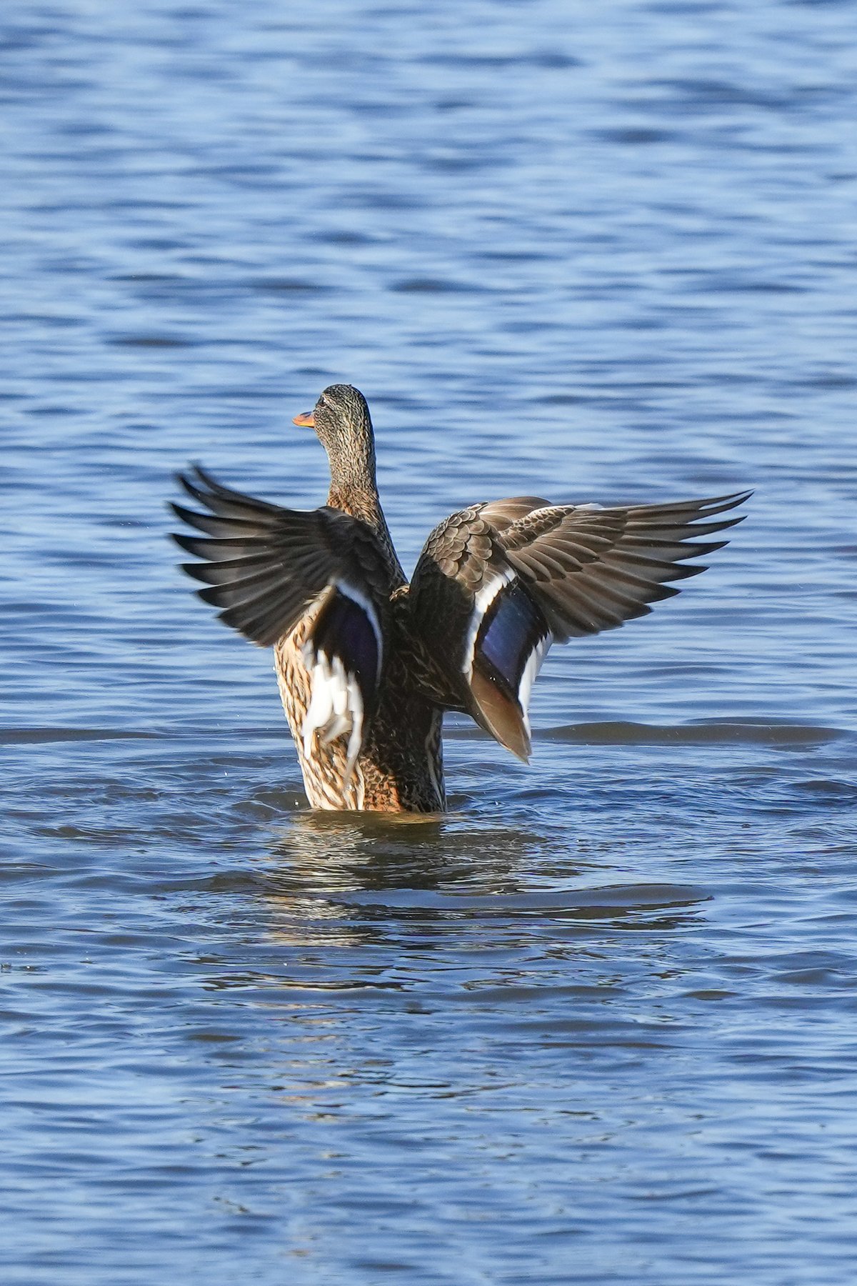 【野鳥】1月25日探鳥 2025-2｜Chacoder