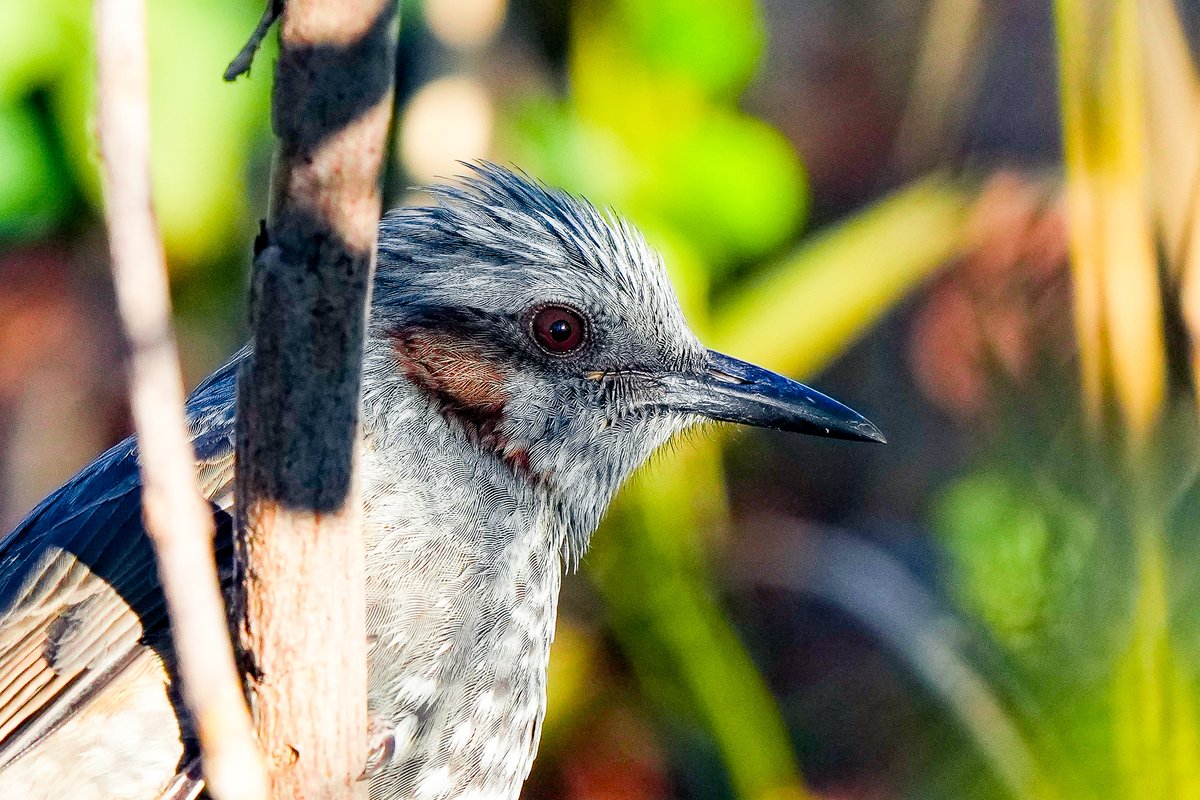 【野鳥】1月25日探鳥 2025-2｜Chacoder