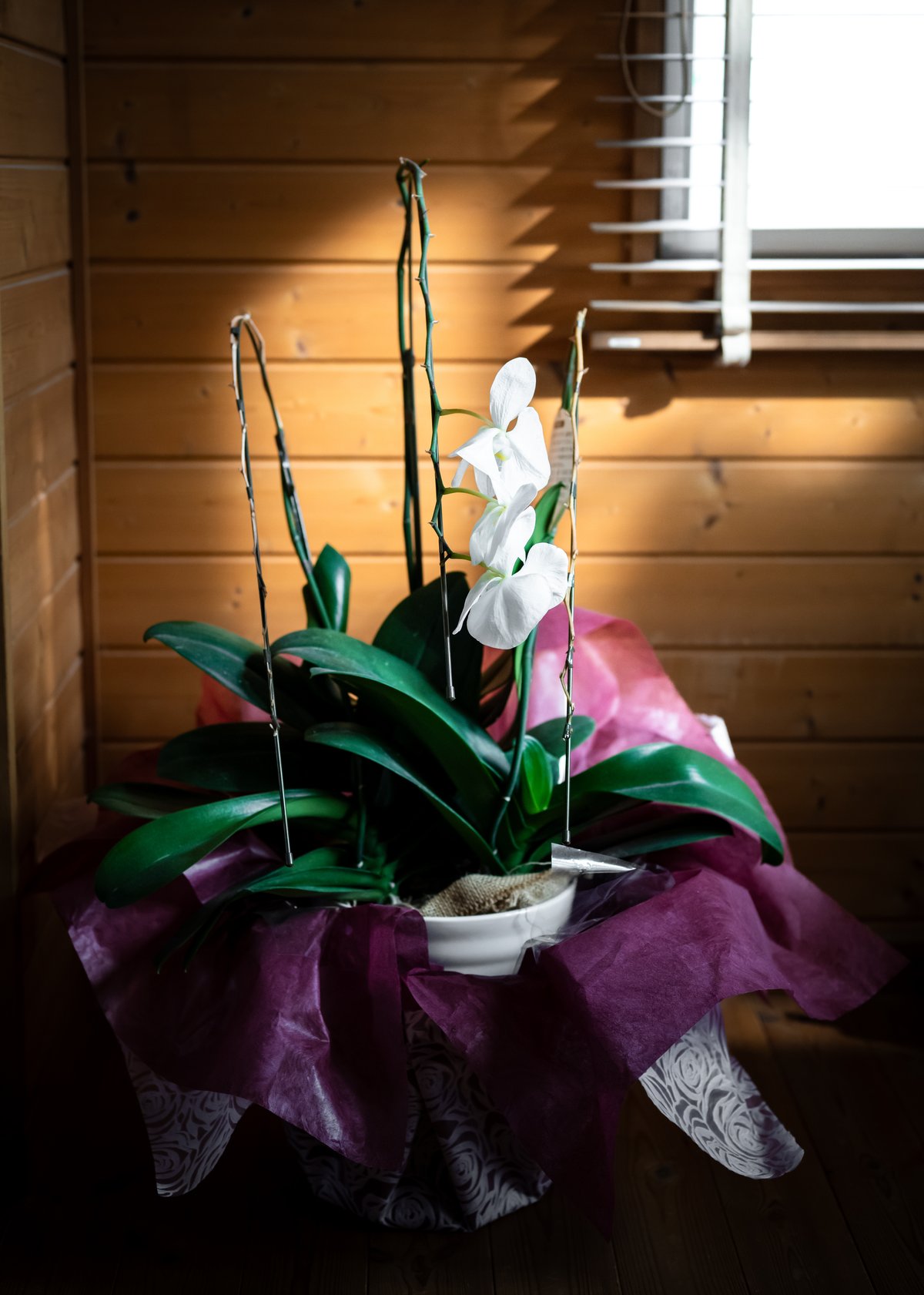 写真を残すということ｜井口 絵理香 / Erika Inokuchi