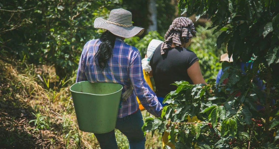 A Future Starting with a Cup of Coffee: The Appeal of a Sustainable ...