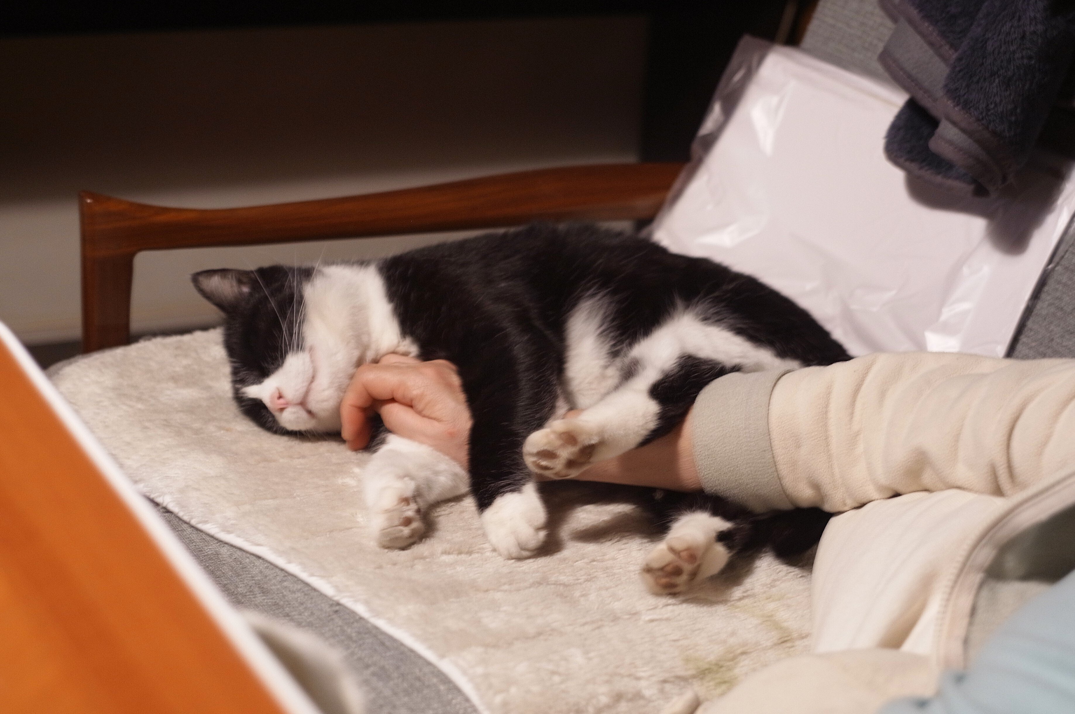 写真「猫百態」・・・今宵また｜Rabi Sato