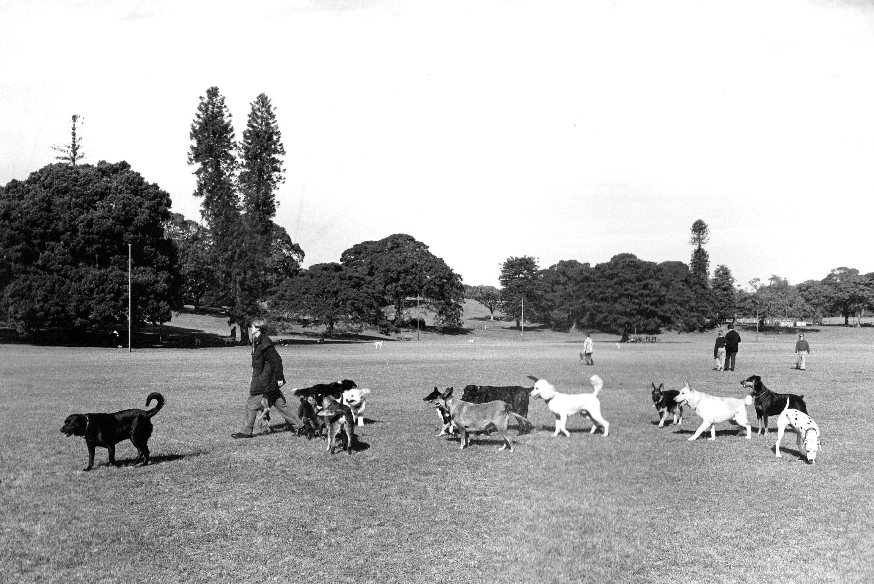 写真「With The Dogs」・・・散歩屋｜Rabi Sato