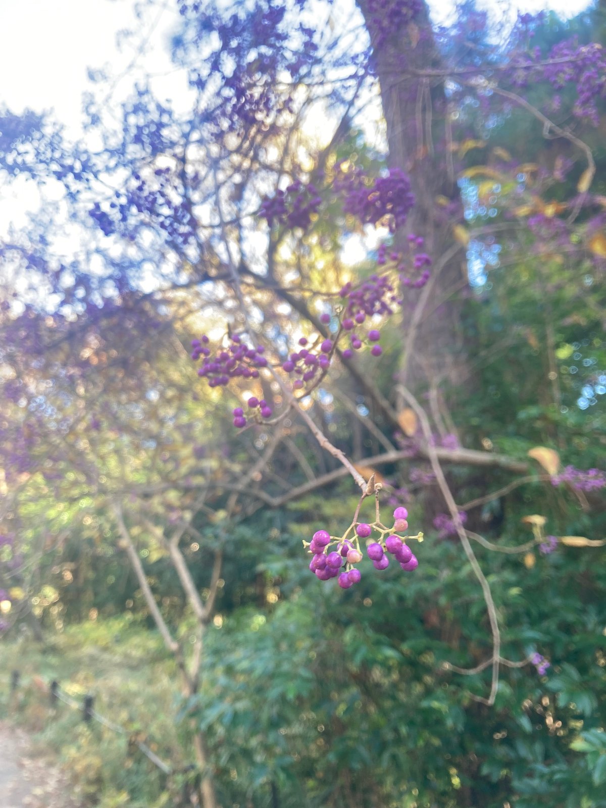 ぐるっとパス2024-2ヶ月間で巡った施設の記録-｜sako