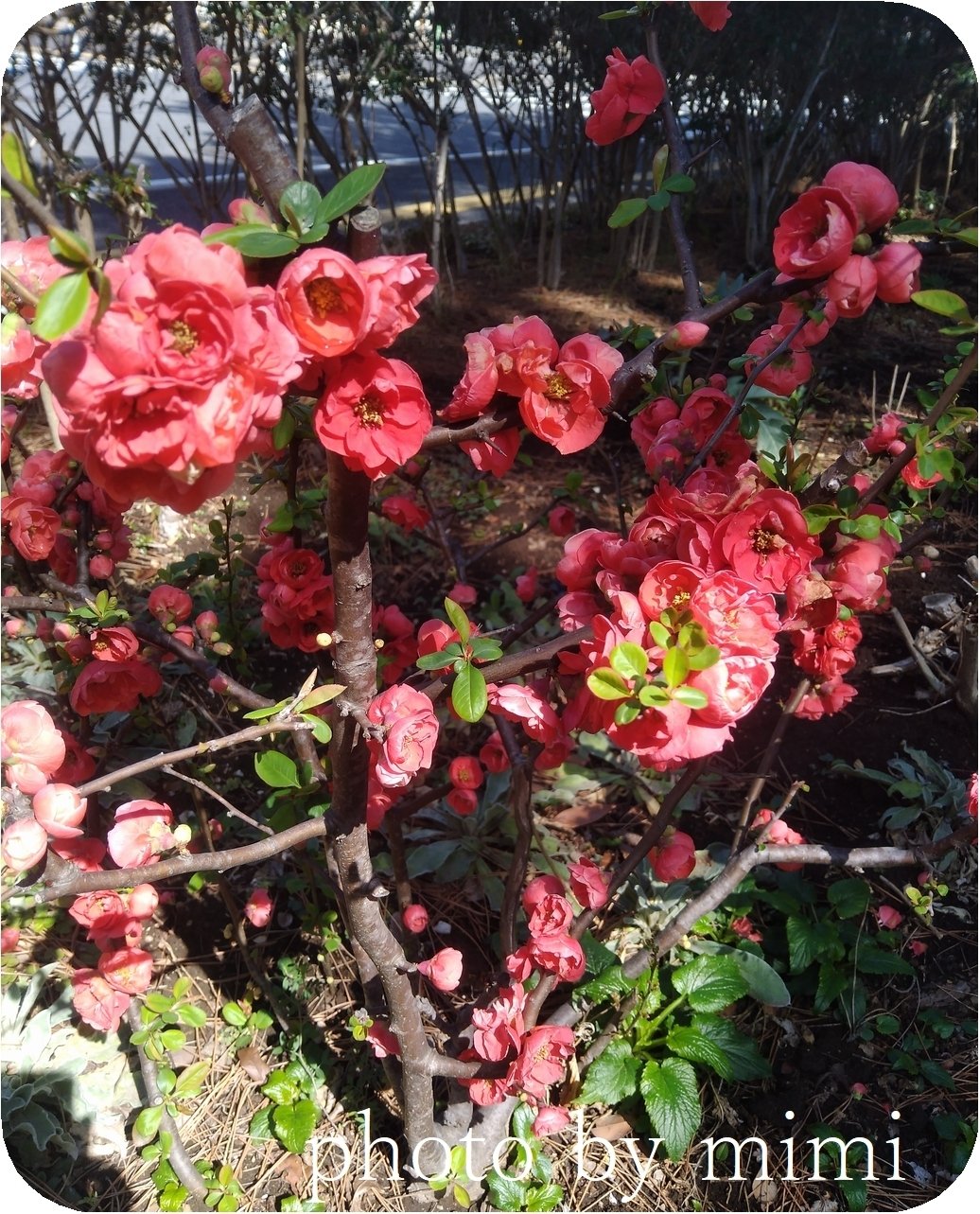 木瓜（ボケ）｜mimi fleur