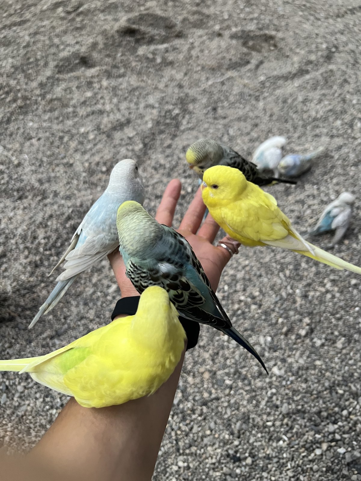 インドネシア赴任の日常 vol.4｜Tom Tally