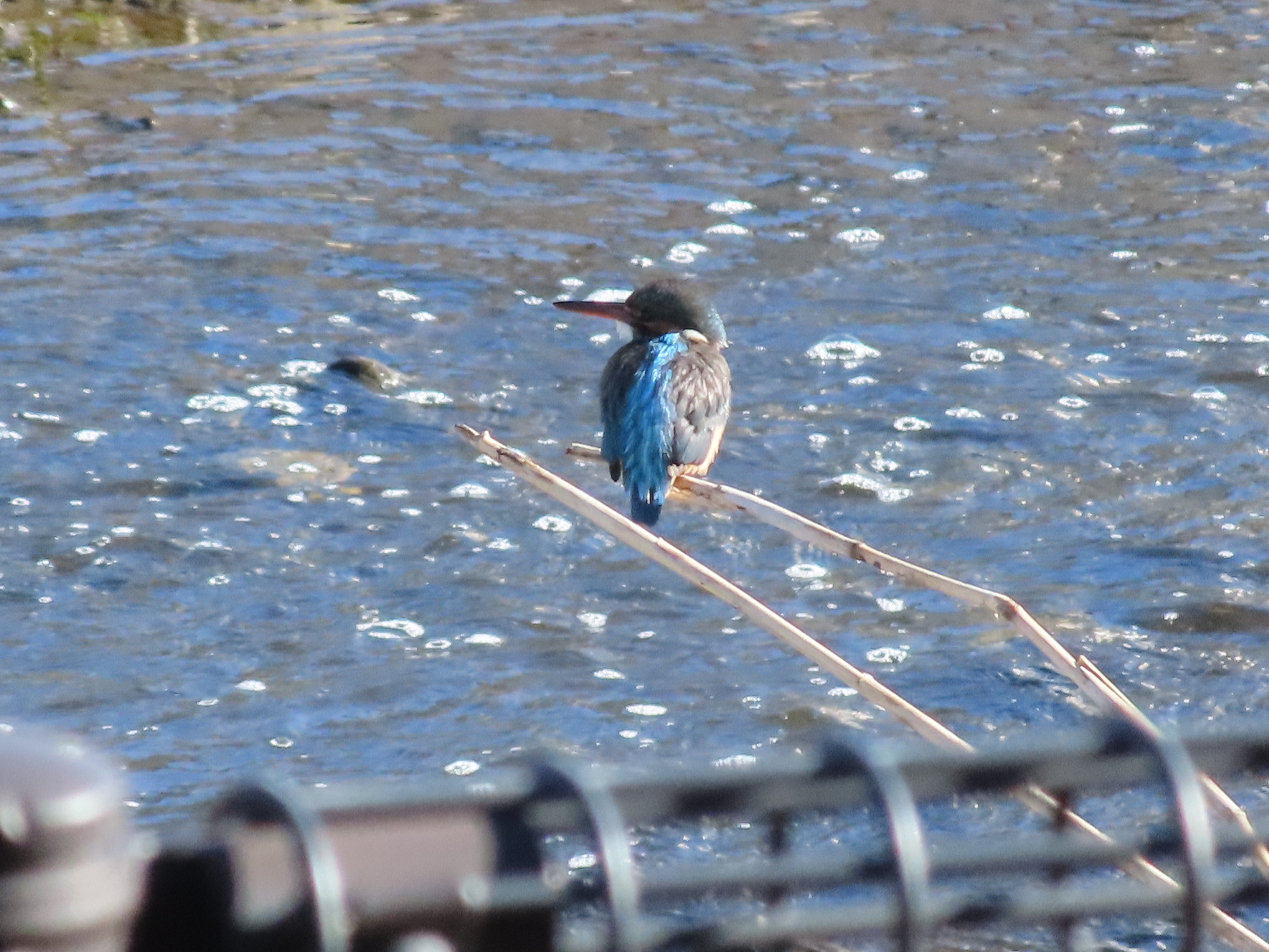 2025年1月30日 野鳥 カワセミ タヒバリ｜ExportControl
