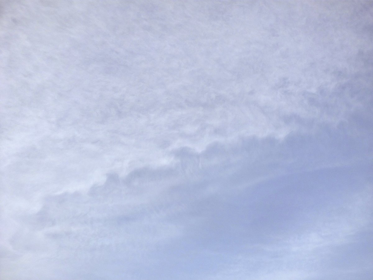 鳥Aves note II-XLI｜薄井 灌 Kan Usui