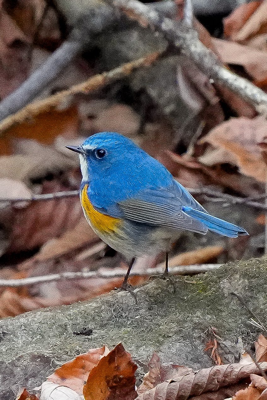 【野鳥】2月1日探鳥 2025-3｜Chacoder