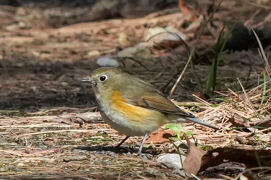 【野鳥】2月1日探鳥 2025-3｜Chacoder