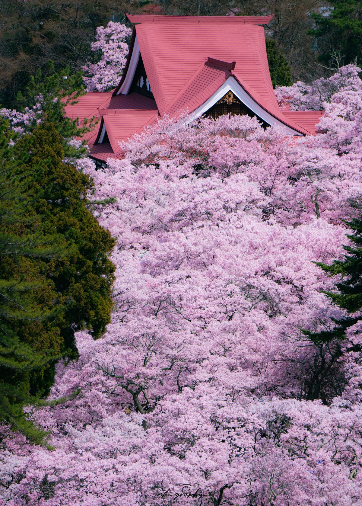 カメラ小僧が行って良かった桜スポット🌸その1｜ichi_graphy