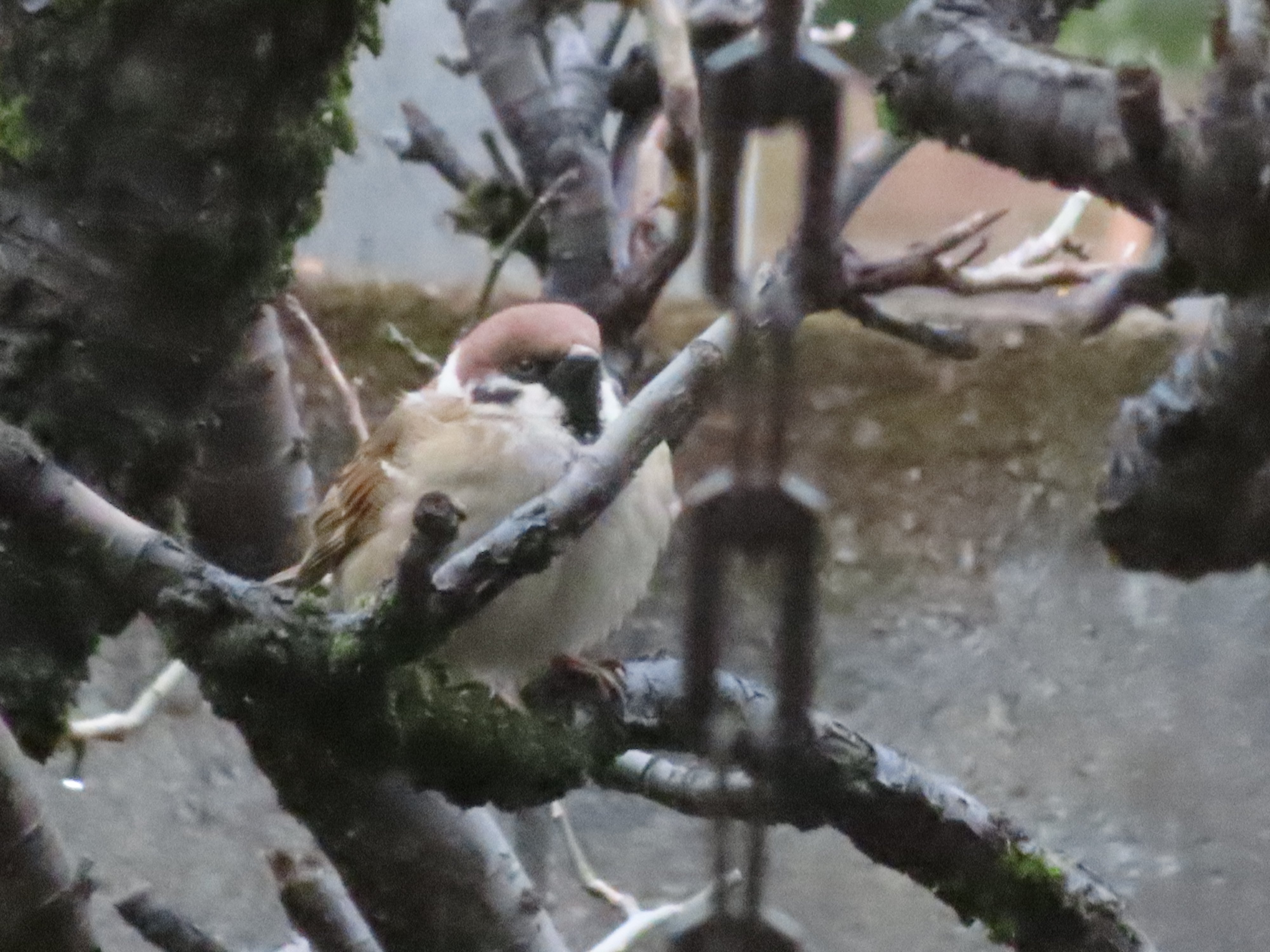 2025年2月2日、3日 野鳥 すずめ キジバト｜ExportControl