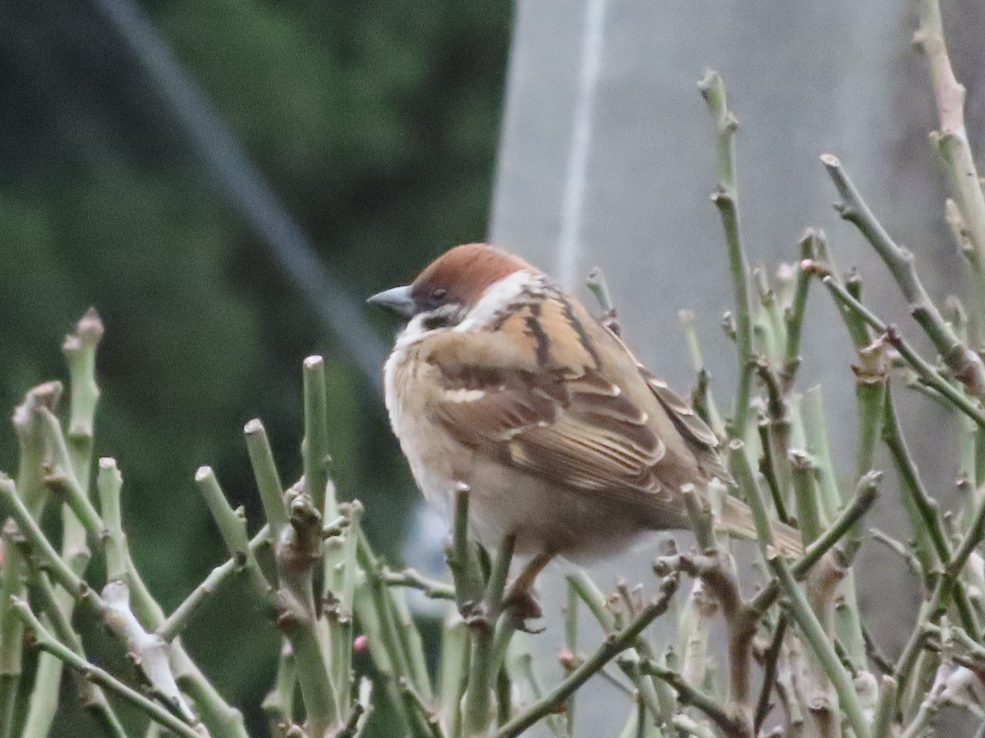 2025年2月2日、3日 野鳥 すずめ キジバト｜ExportControl