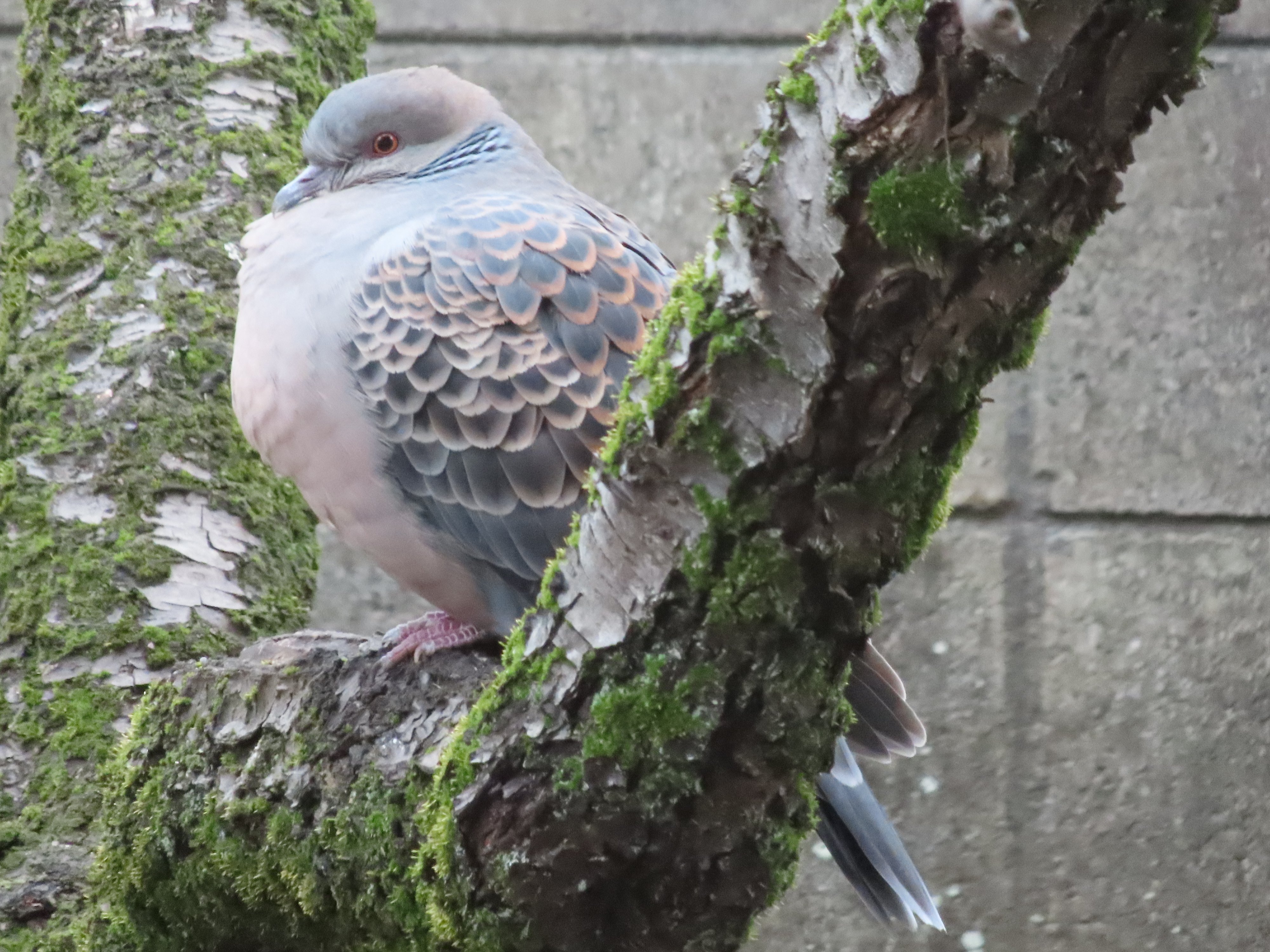 2025年2月2日、3日 野鳥 すずめ キジバト｜ExportControl