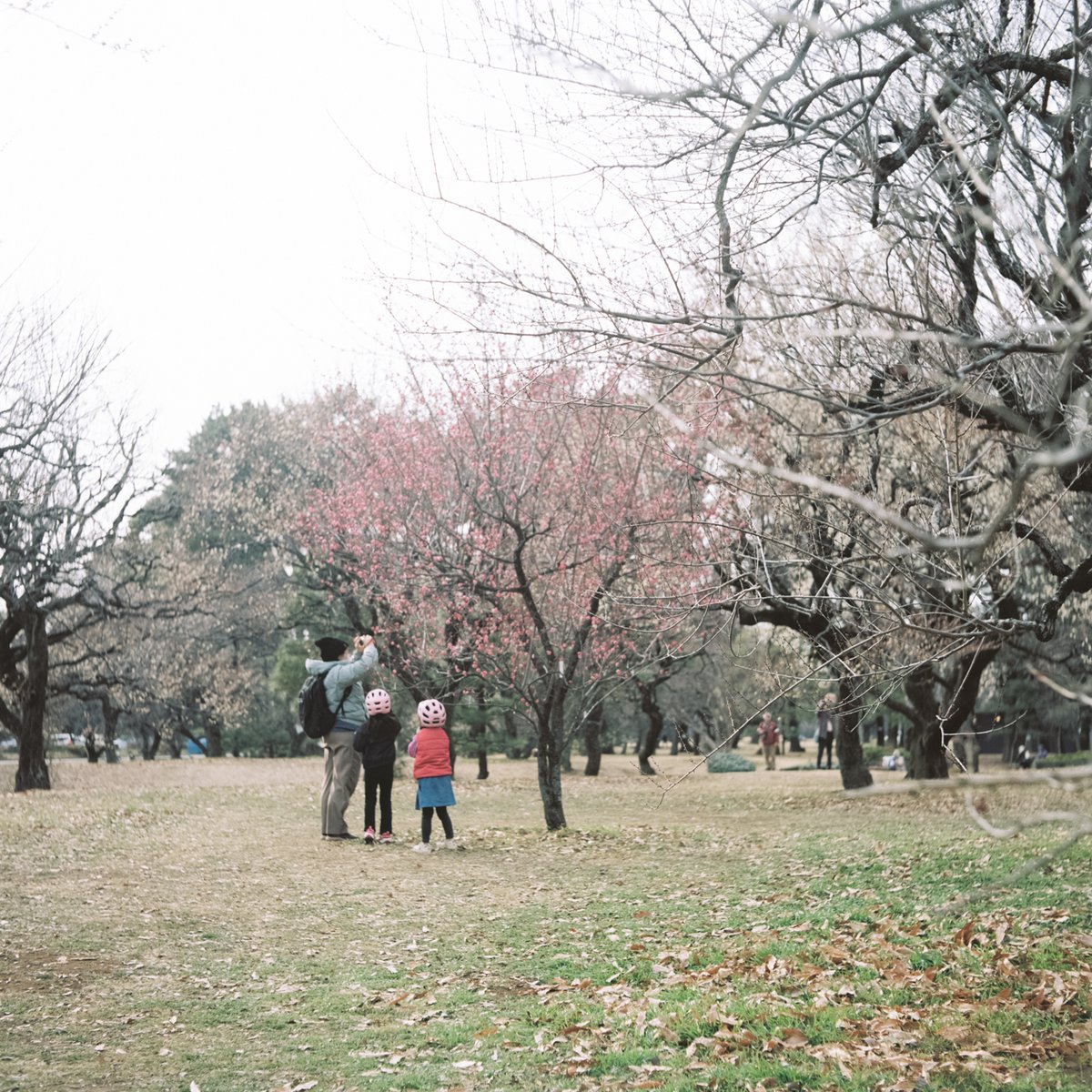 【作例あり】国産二眼レフの名機、MINOLTA Autocord買ってみた｜Motoki Endo