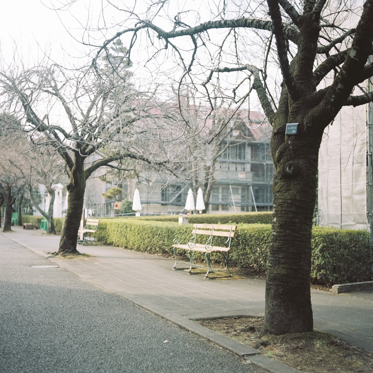 【作例あり】国産二眼レフの名機、MINOLTA Autocord買ってみた｜Motoki Endo