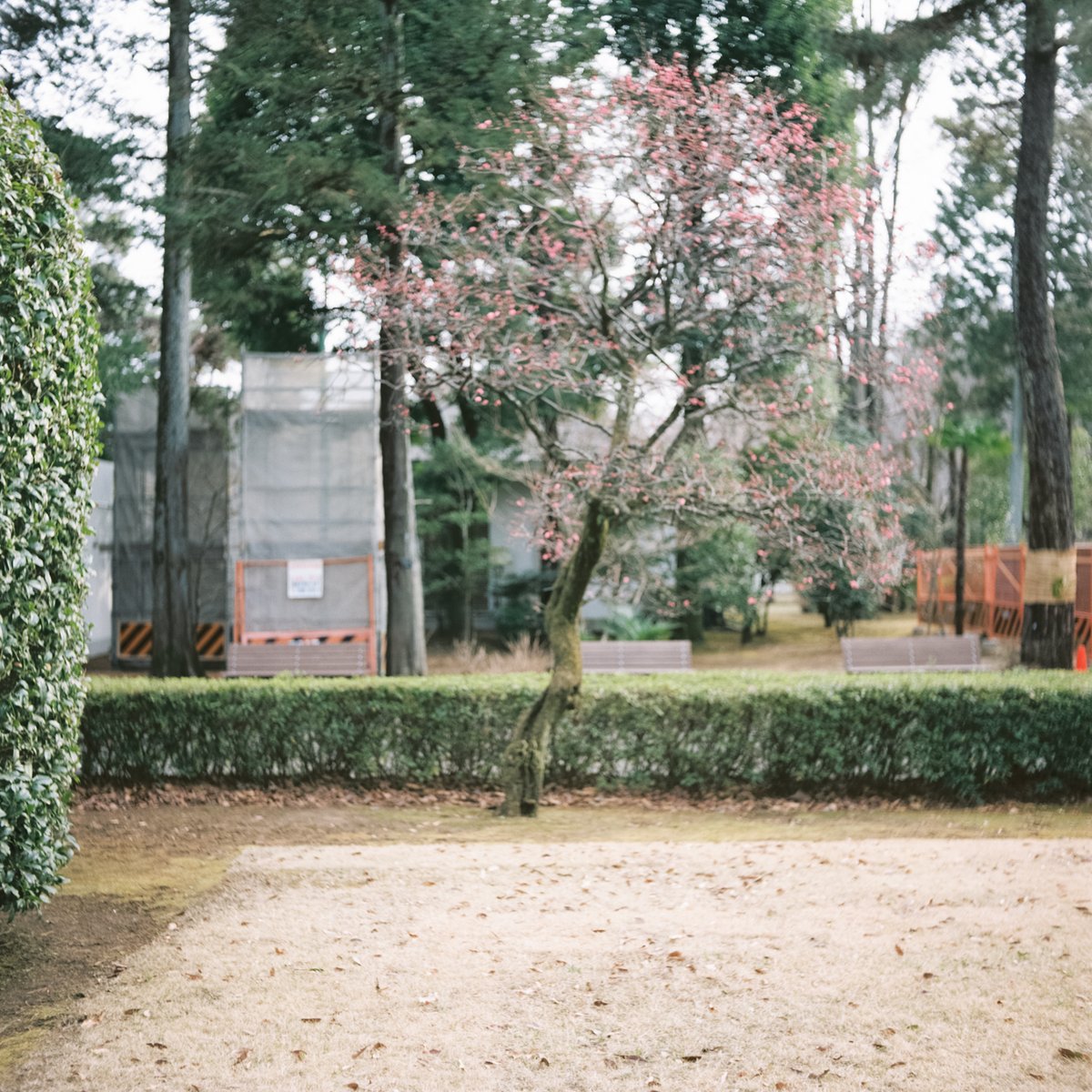 【作例あり】国産二眼レフの名機、MINOLTA Autocord買ってみた｜Motoki Endo