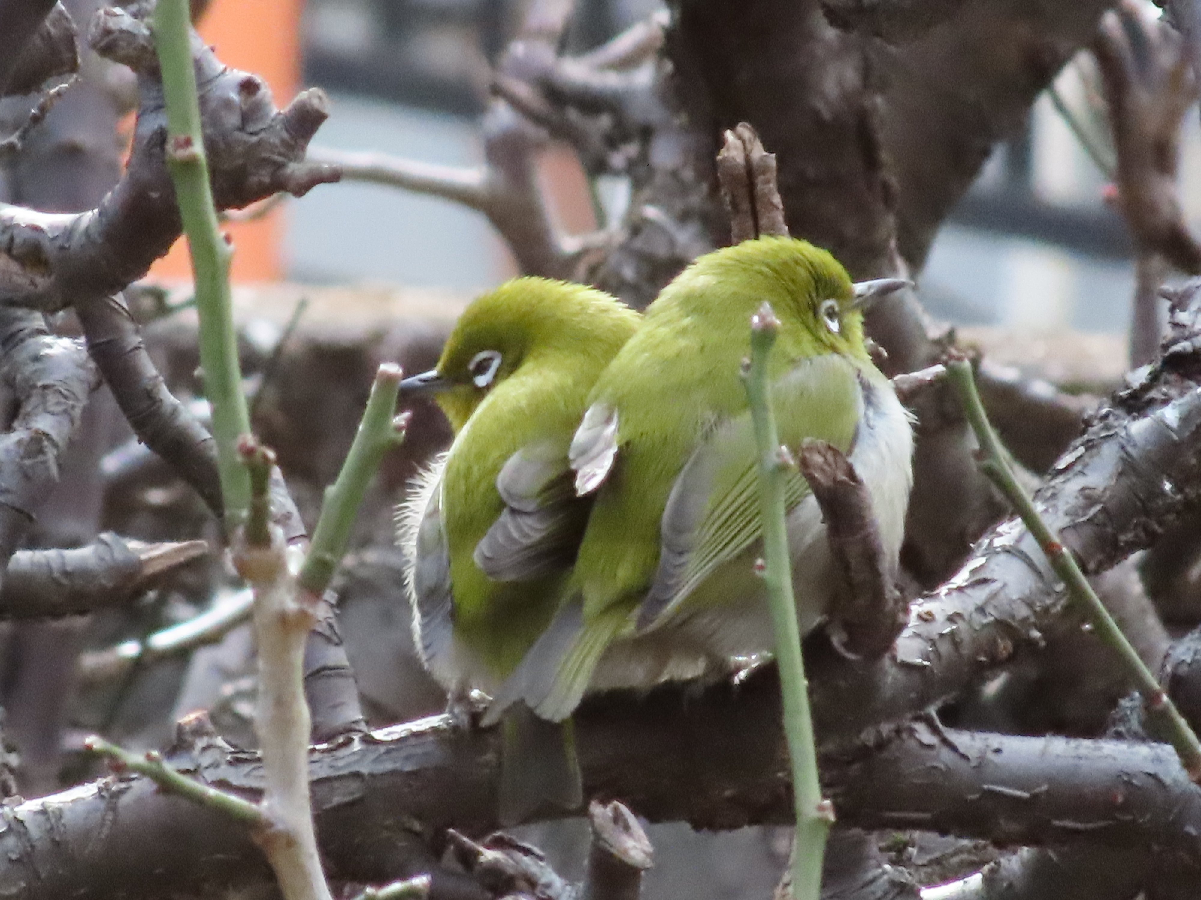 2025年2月4日 メジロ 2羽｜ExportControl