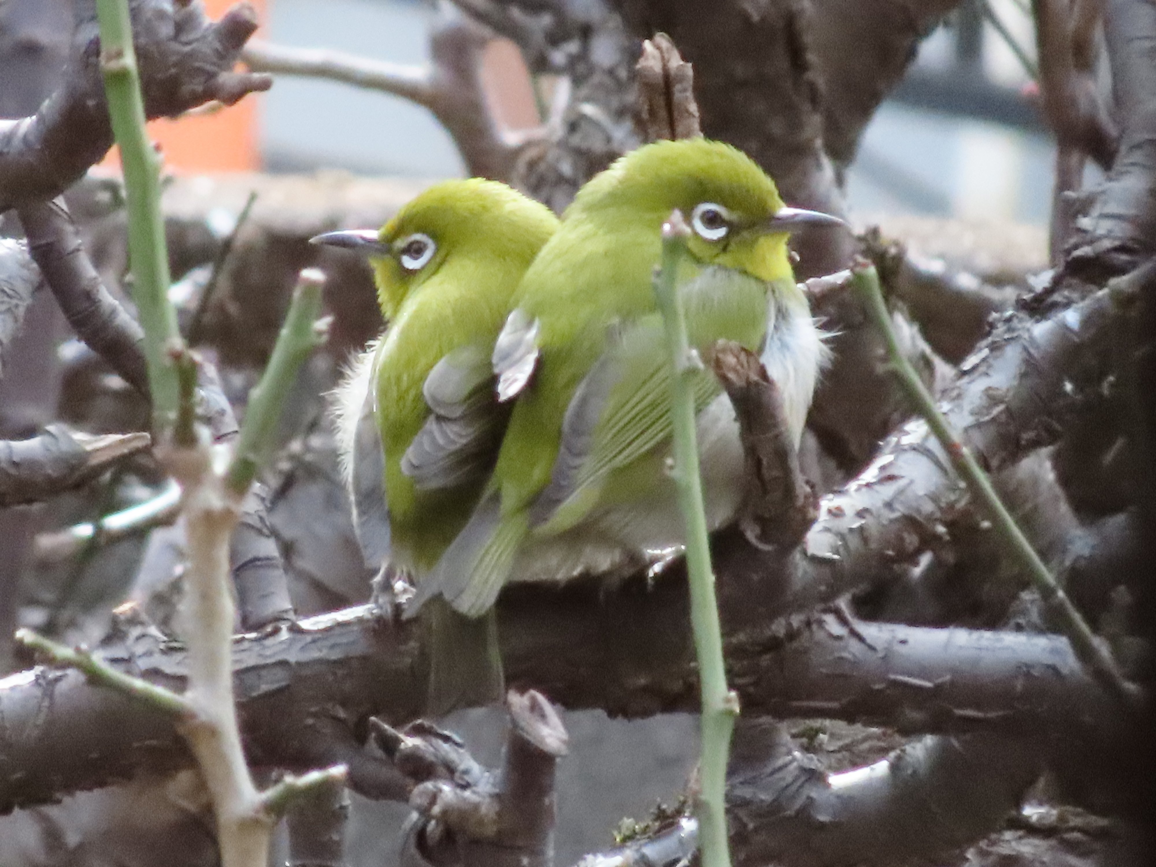 2025年2月4日 メジロ 2羽｜ExportControl