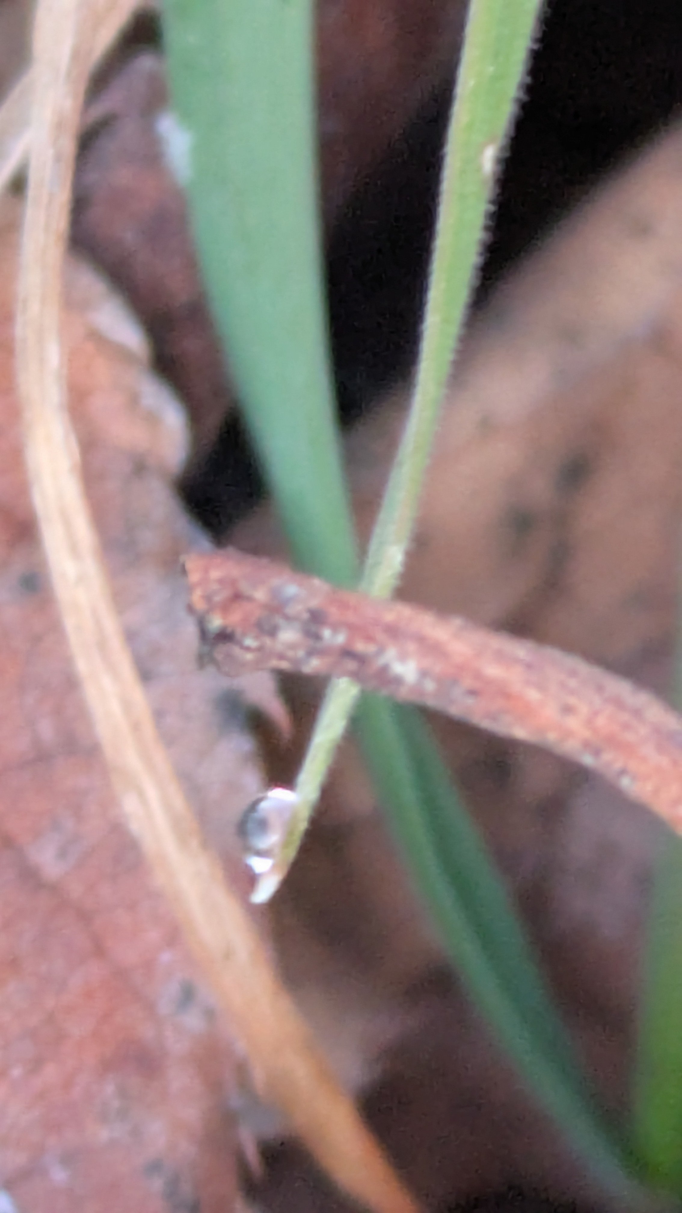 今朝の水滴｜ichiro70