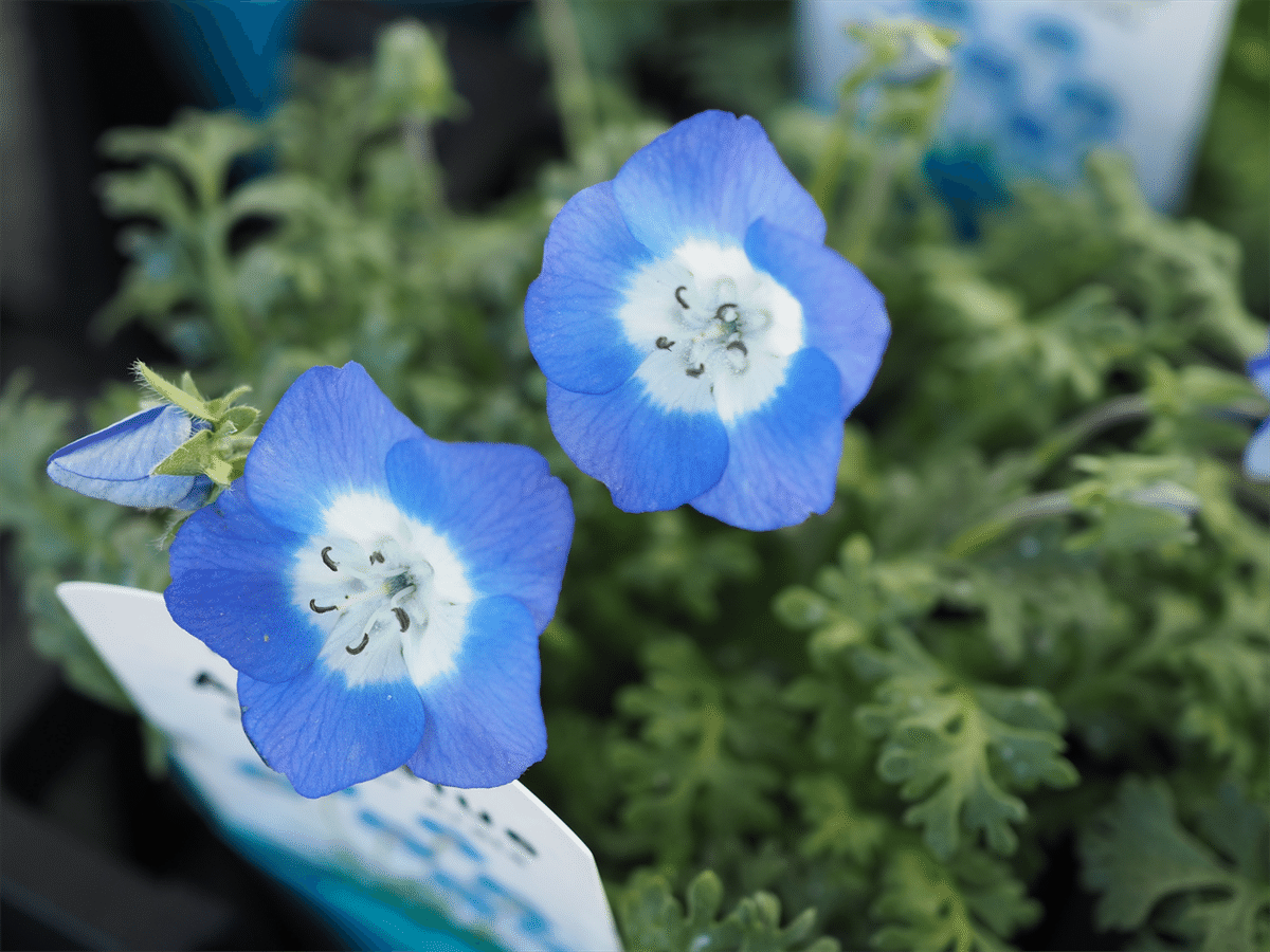 ネモフィラ・Z 人気です。|田舎の花屋 ネモフィラ・Z 人気です。|田舎の花屋