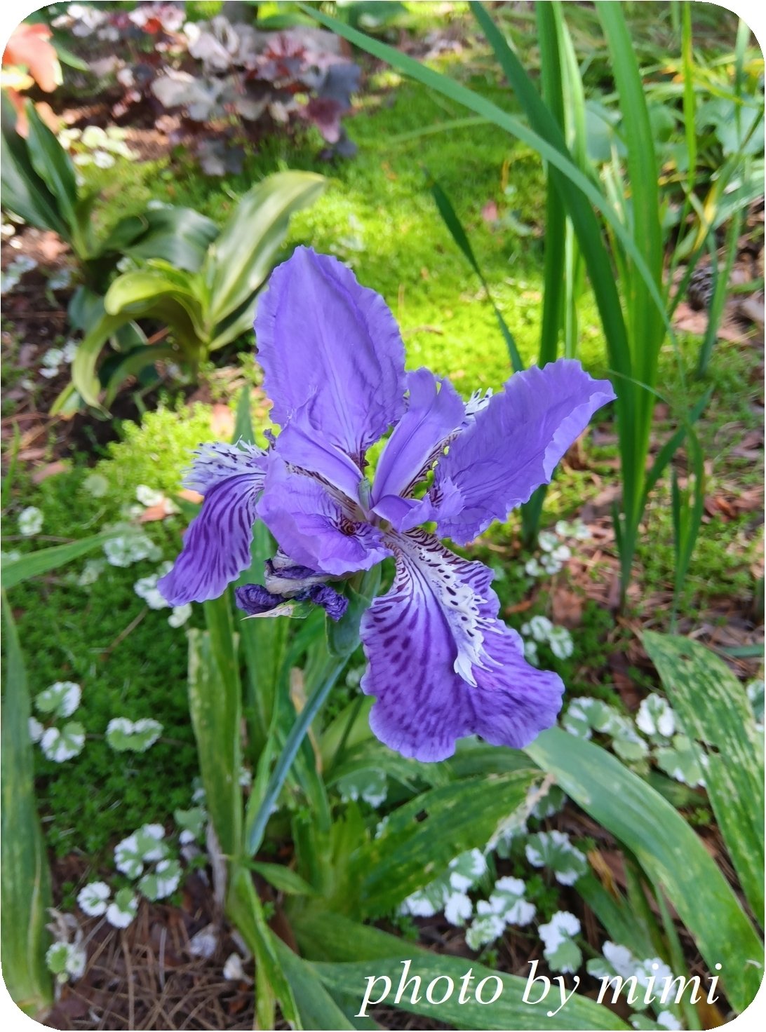 イチハツ（一初）｜mimi fleur