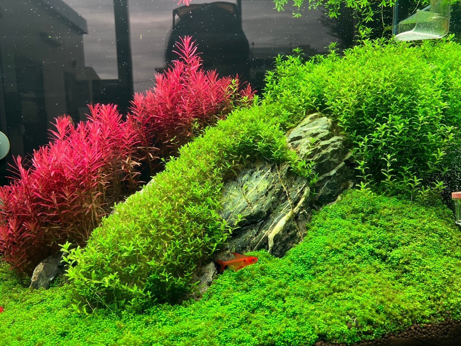 癒されて・・・🍀｜poporin